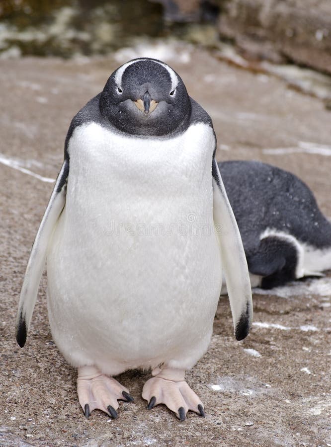 Angry penguin stock photo. Image of penguin, back, evil - 173859566