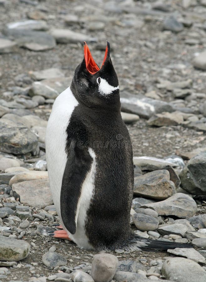 Gentoo penguin washing stock photo. Image of animal, water - 18316430