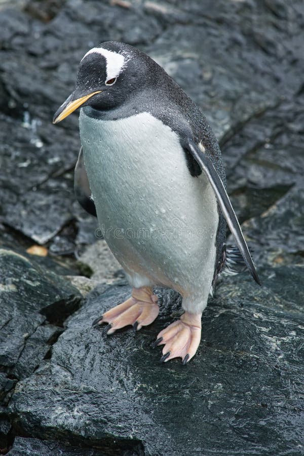Gentoo penguin stock image. Image of pinguins, cold, antartic - 21493899