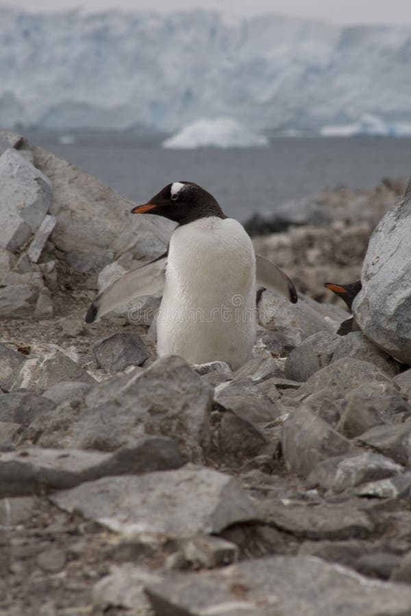 Gentoo Penguin, Antarctica. Stock Photo - Image of white, stand: 25885600