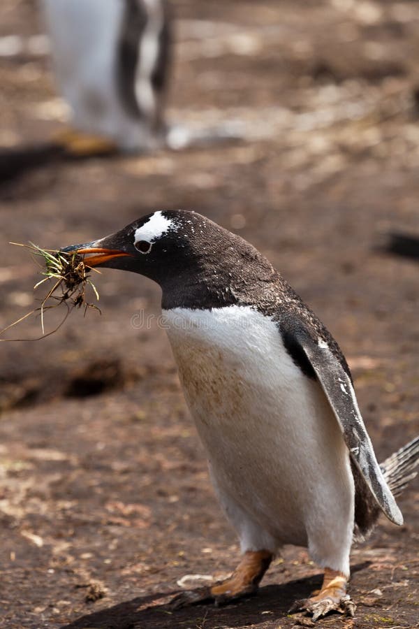 The Female Penguin with Two Chicks Stock Photo - Image of summer, nest ...
