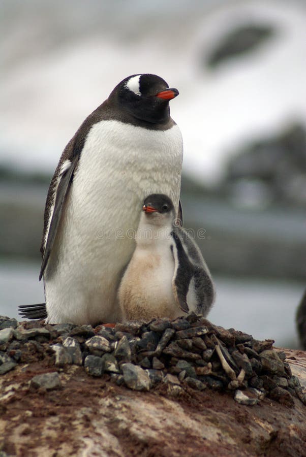 Gentoo Penguin with a Chick in Antarctica Stock Image - Image of ...