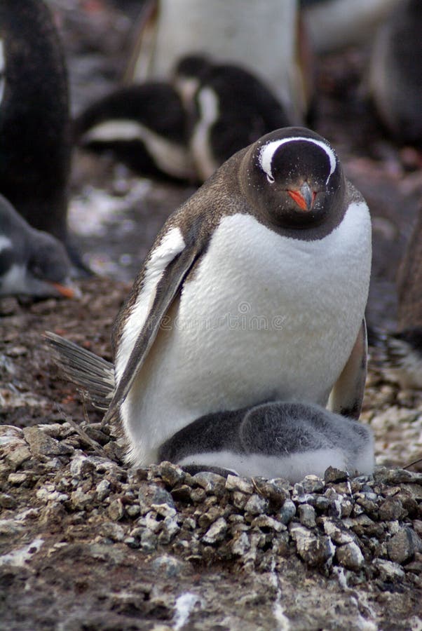 282 Penguin Pebble Stock Photos - Free & Royalty-Free Stock Photos from ...