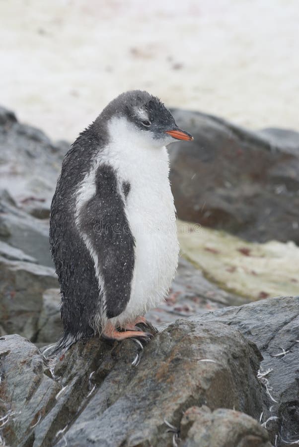 Gentoo Penguin Chick in the Rain. Stock Photo - Image of penguins ...