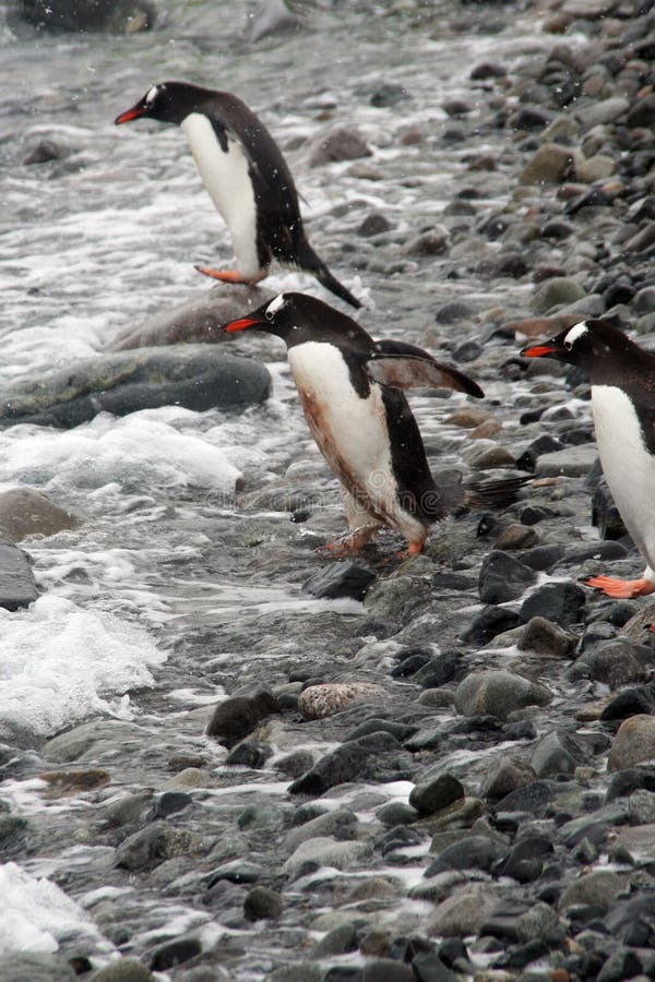 Penguin diving stock photo. Image of aquatic, cold, animal - 48437838
