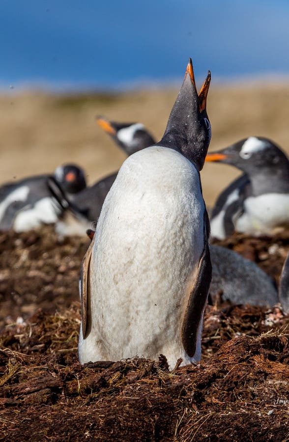 Gentoo Penguin Expressing Mating Call Stock Photo - Image of water ...
