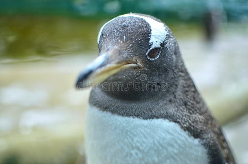 Gentoo Penguin face-on stock image. Image of march, face - 78201719