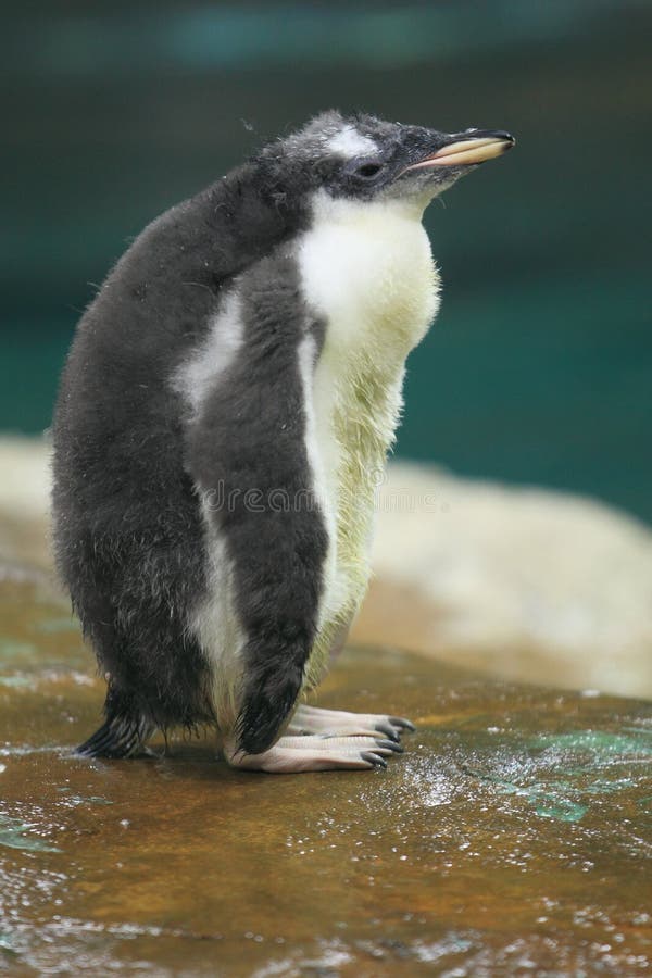 Gentoo penguin juvenile stock image. Image of gentoo - 28161961