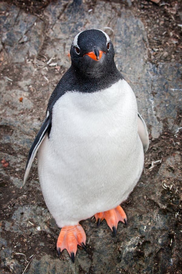 Penguin looking at camera stock photo. Image of animal - 164955300