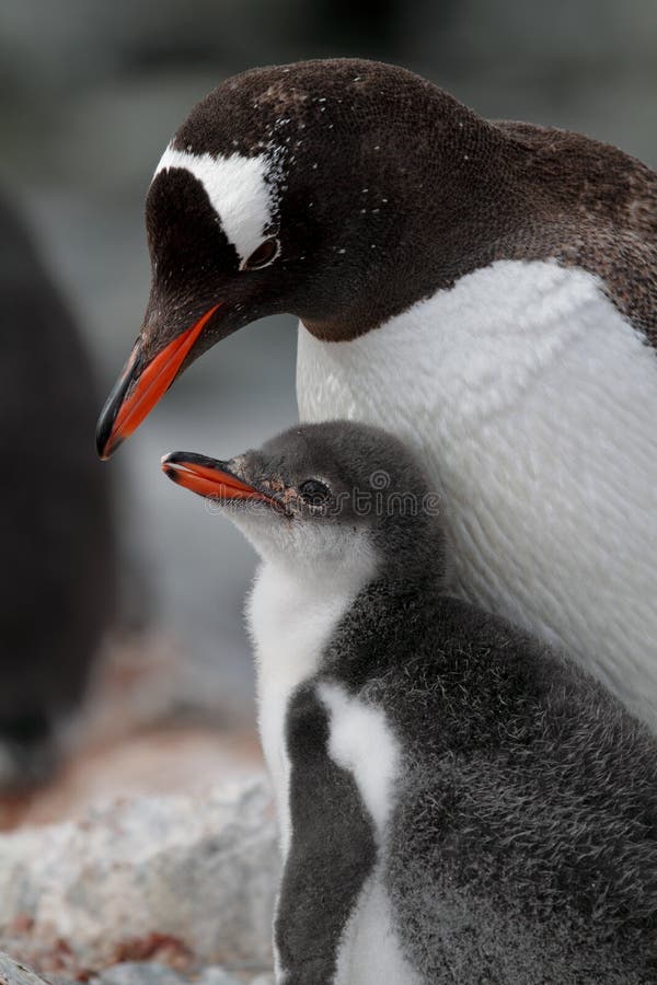 Gentoo Penguin Parent about To Feed Young Stock Photo - Image of ...