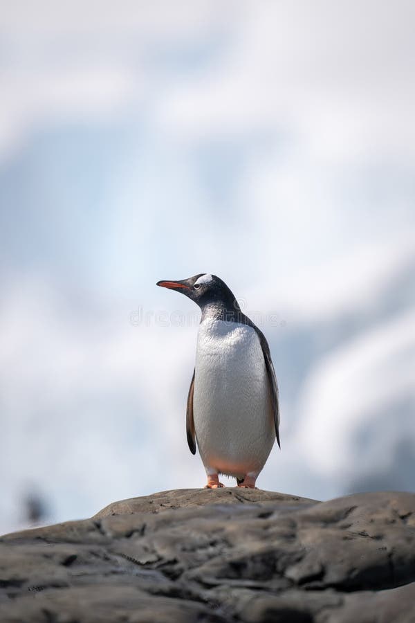Gentoo Penguin Perches on Rock Looking Left Stock Photo - Image of bird ...