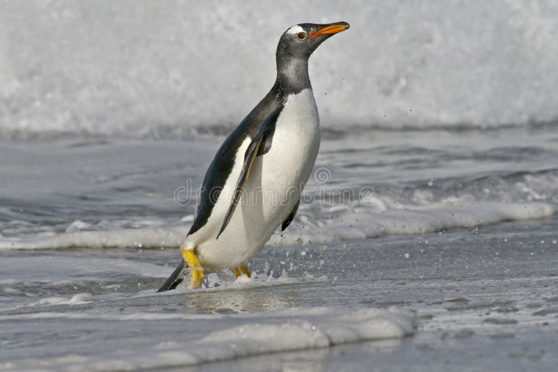 Gentoo Penguin (Pygoscelis Papua) Stock Image - Image of bird, georgia ...