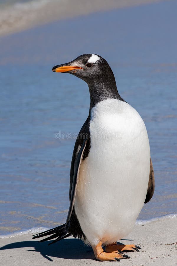 Gentoo Penguin (Pygoscelis Papua) Stock Image - Image of gentoo ...