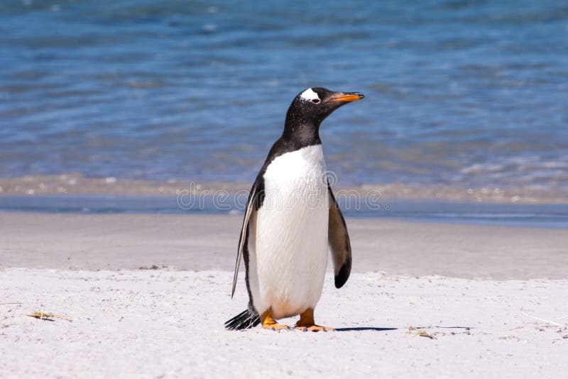 Penguin, Gentoo Penguin - Pygoscelis Papua - at Beautiful Beach of ...