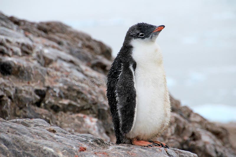 Gentoo Penguin, Pygoscelis Papua, Antarctic Peninsula Stock Image ...