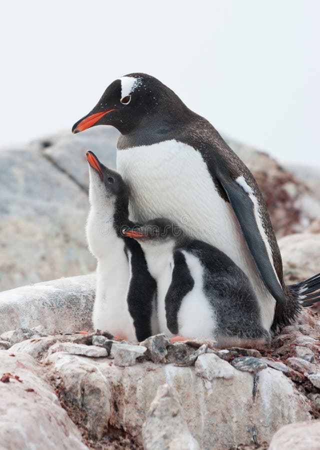 Gentoo Penguin (Pygoscelis Papua) Family. Stock Photo - Image of ...