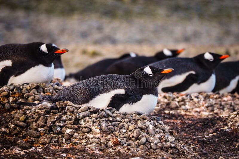 Nesting Gentoo Penguins, Group Of 6 Stock Image - Image of flock ...