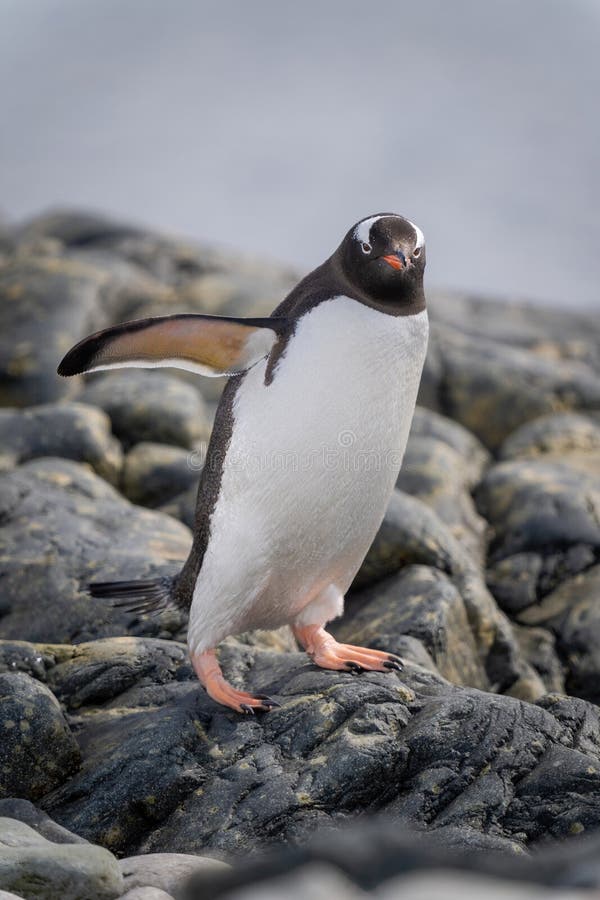 Gentoo Penguin on Rocks Balancing with Flippers Stock Photo - Image of ...