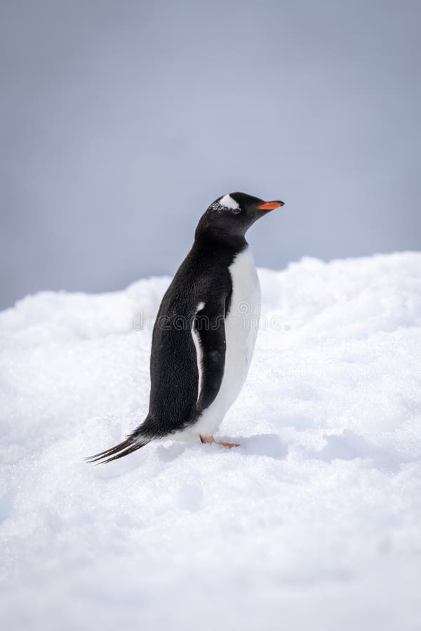 1,118 Penguin Profile Stock Photos - Free & Royalty-Free Stock Photos ...