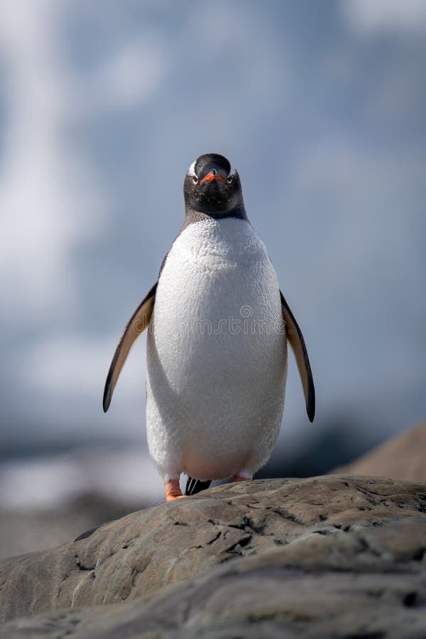 140 Facing Penguin Stock Photos - Free & Royalty-Free Stock Photos from ...