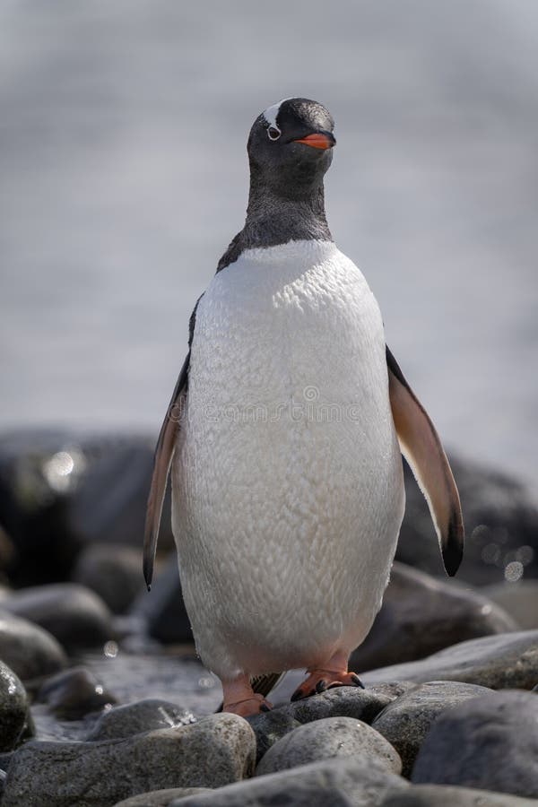 139 Facing Penguin Stock Photos - Free & Royalty-Free Stock Photos from ...