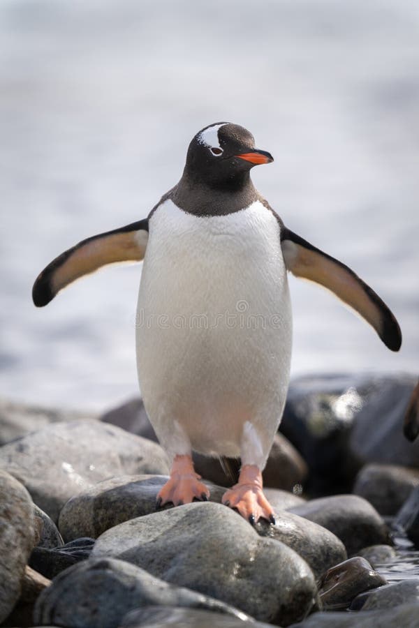Gentoo Penguin Stands on Rocks Stretching Flippers Stock Image - Image ...