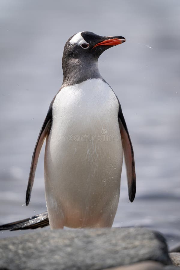 Gentoo Penguin Stands Shaking Water from Head Stock Photo - Image of ...