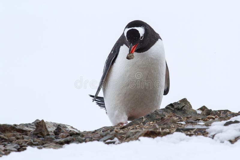 Gentoo Penguin with a Stone in Its Beak Stock Photo - Image of safari ...