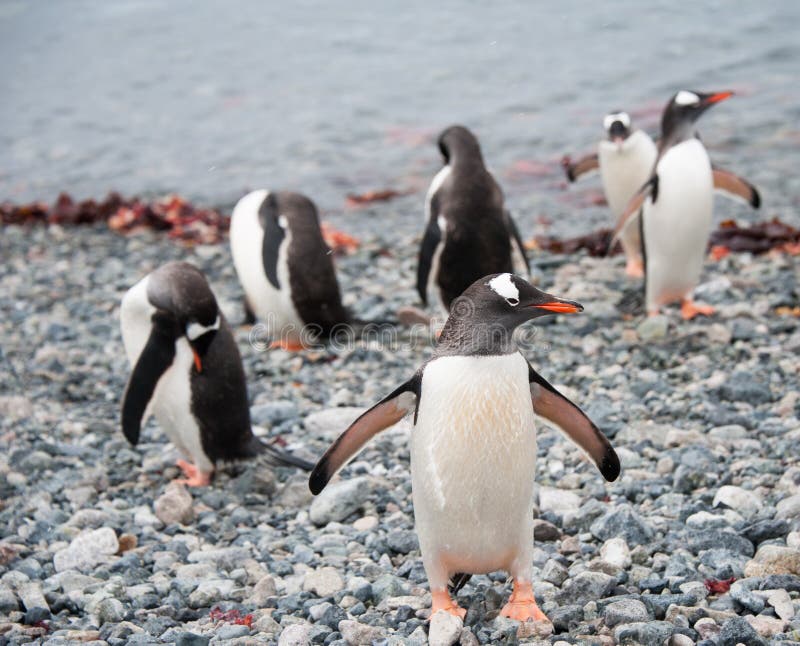 Gentoo penguin washing stock photo. Image of animal, water - 18316430