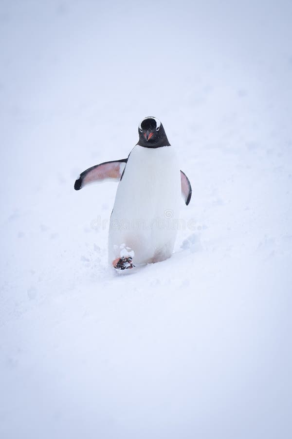 Gentoo Penguin Waddles through Snow Lifting Flipper Stock Image - Image ...