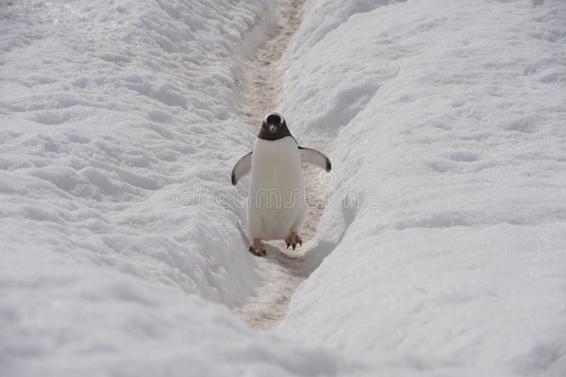Penguin walk on snow stock image. Image of frozen, travel - 63448263