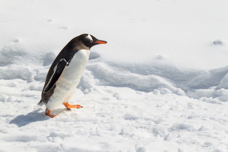 Gentoo Penguin Walking on Snow Stock Photo - Image of walk, hokkaido ...