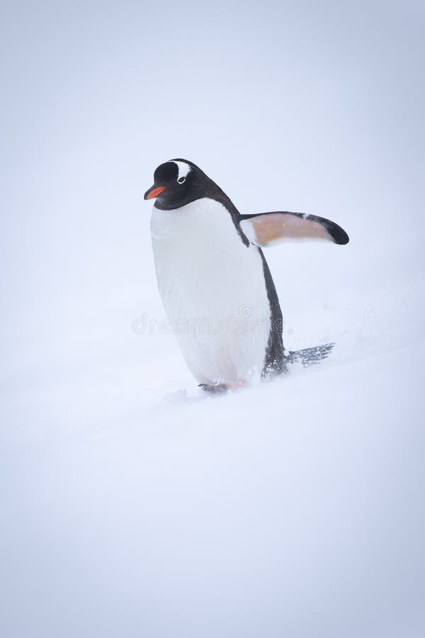 Gentoo Penguin Walks Down Hill Lifting Flipper Stock Image - Image of ...