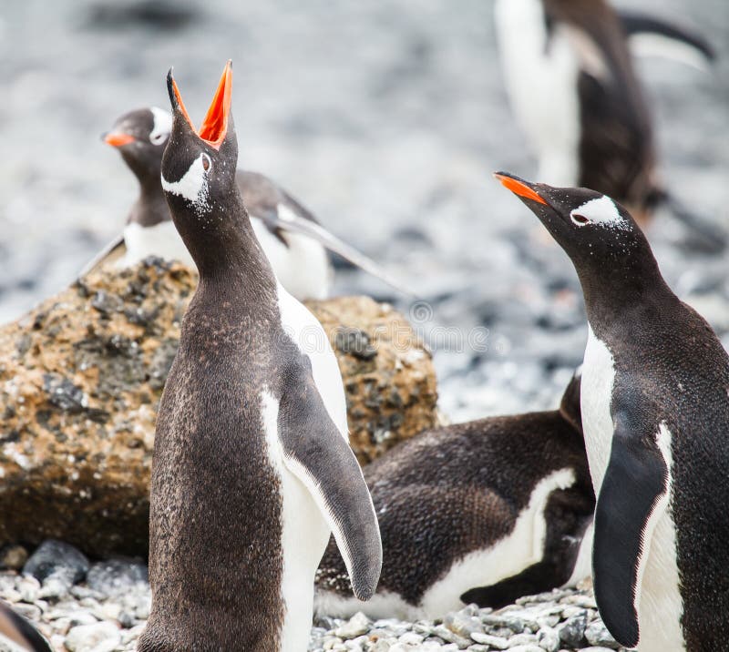 Gentoo penguin stock image. Image of back, penguin, nature - 36488913