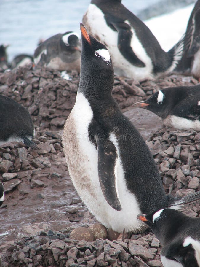 Penguin on Nest with Egg and Little Baby Penguin Stock Image - Image of ...