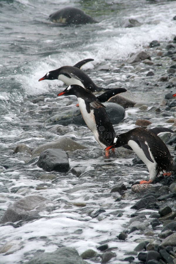 Penguins Diving Off Glacier into Sea Stock Photo - Image of blue ...
