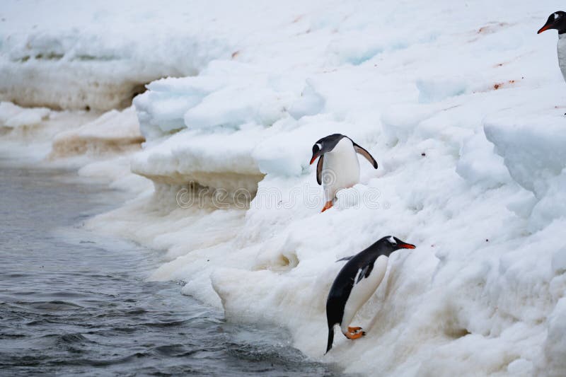Gentoo Penguins Going Out from the Ocean. Funny Penguin Walk Stock ...