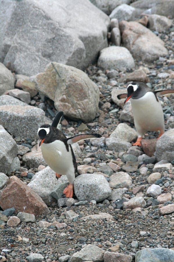 Gentoo Penguins,hopping Over Rocks To the Beach, Stock Image - Image of ...