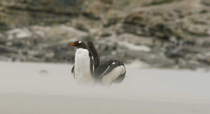 Gentoo Penguin (Pygoscelis Papua) Stock Image - Image of bird, georgia ...