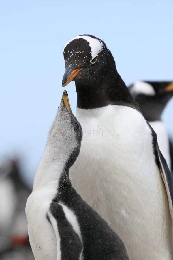 Gentoo Penguins (Pygoscelis Papua) Stock Image - Image of nature ...