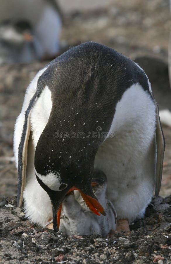 Gentoo Penguins (Pygoscelis Papua) Stock Photo - Image of falkland ...