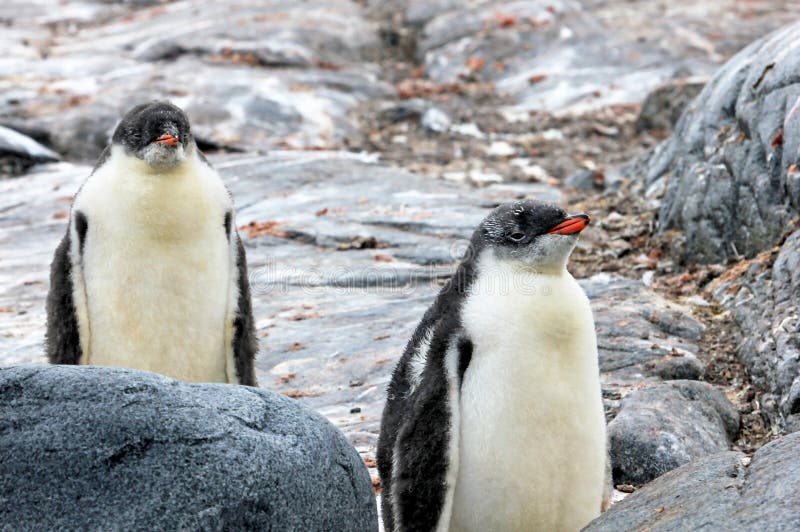 Gentoo Penguins, Pygoscelis Papua, Antarctic Peninsula Stock Photo ...