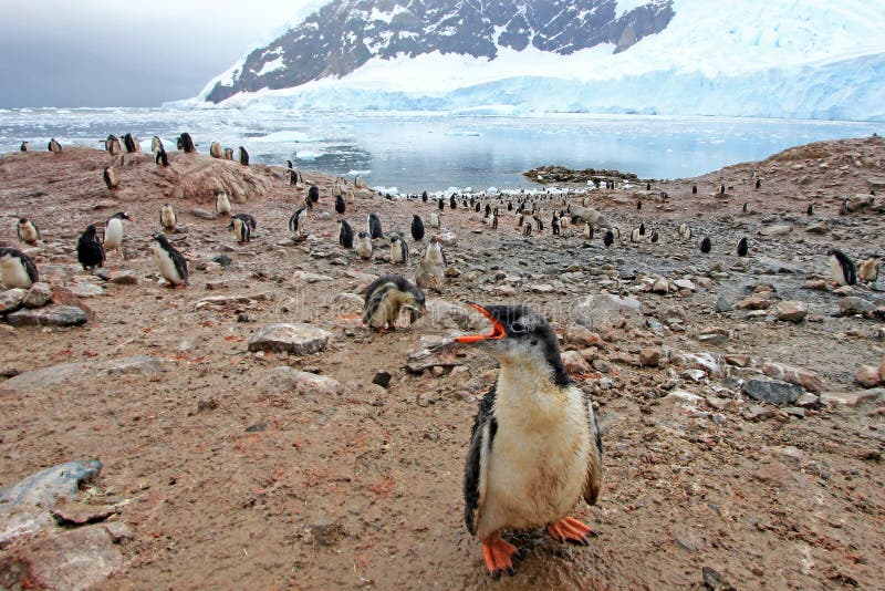 Gentoo Penguins, Pygoscelis Papua, Antarctic Peninsula Stock Image ...