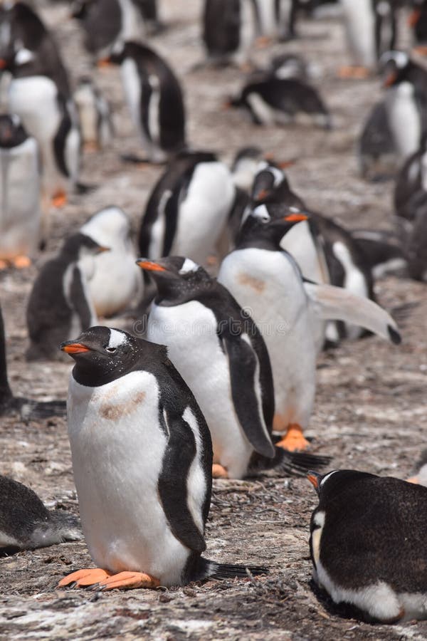 Gentoo Penguins at the Rookery Stock Photo - Image of orange, lined ...