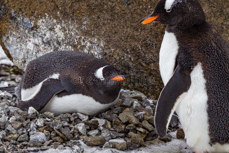 Gentoo Penguins on Their Stone Nest during Breeding Season Stock Image ...