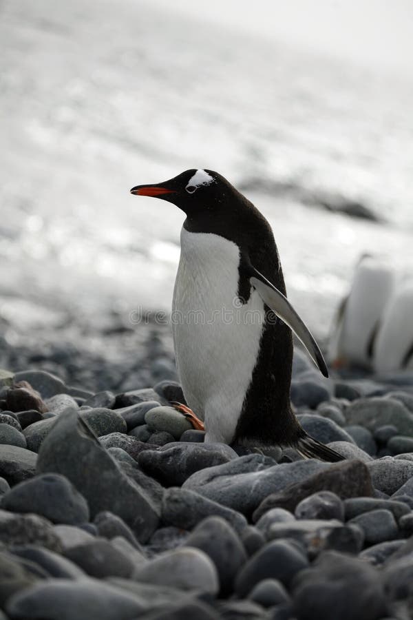 Chinstrap pingwin obraz stock. Obraz złożonej z śnieg - 29550233
