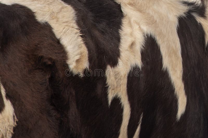 Genuine Leather Skin Cow for Design Stock Photo - Image of hide, cover ...