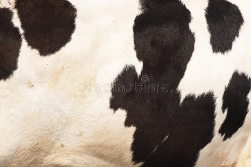 Genuine Leather Skin Cow for Design Stock Image - Image of coat, design ...