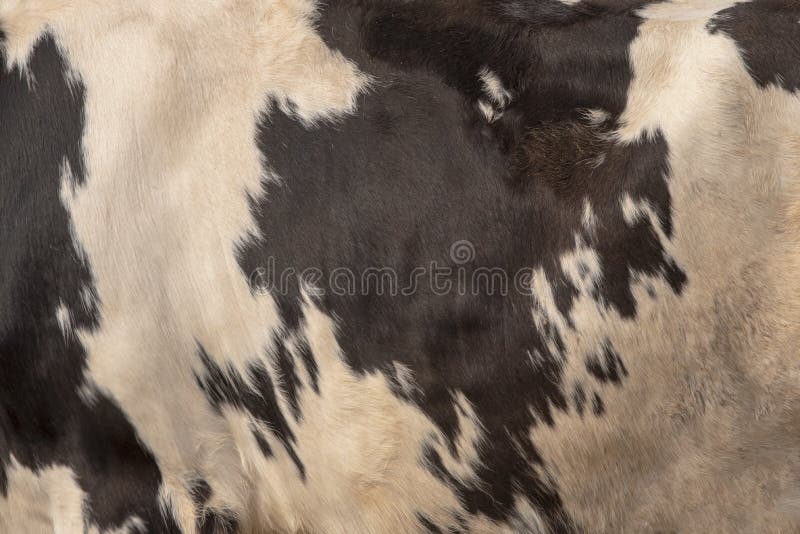 Genuine Leather Skin Cow for Design Stock Photo - Image of decoration ...