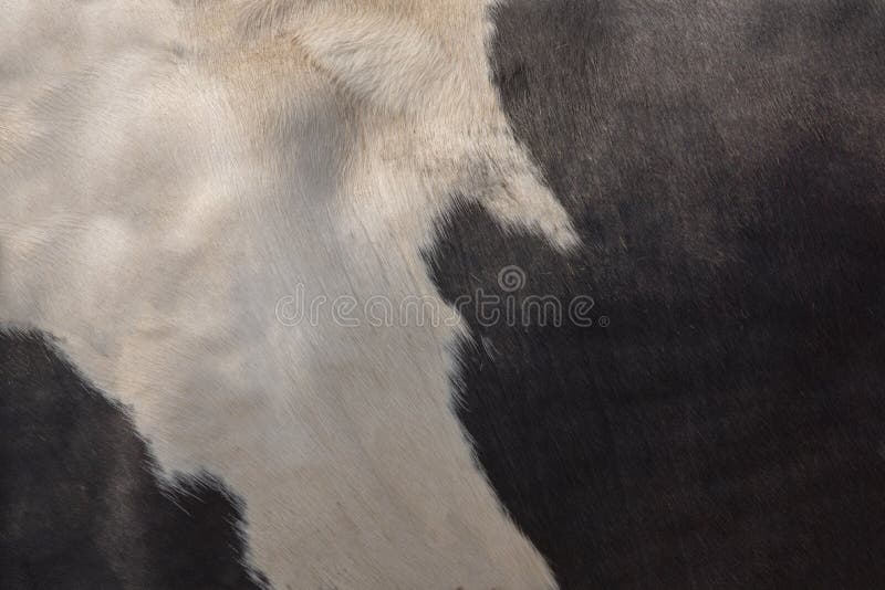 Genuine Leather Skin Cow for Design Stock Photo - Image of cattle ...
